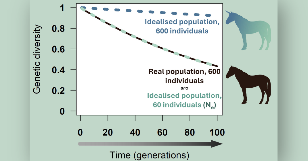 The effective population size – and why it matters – GINAMO blog